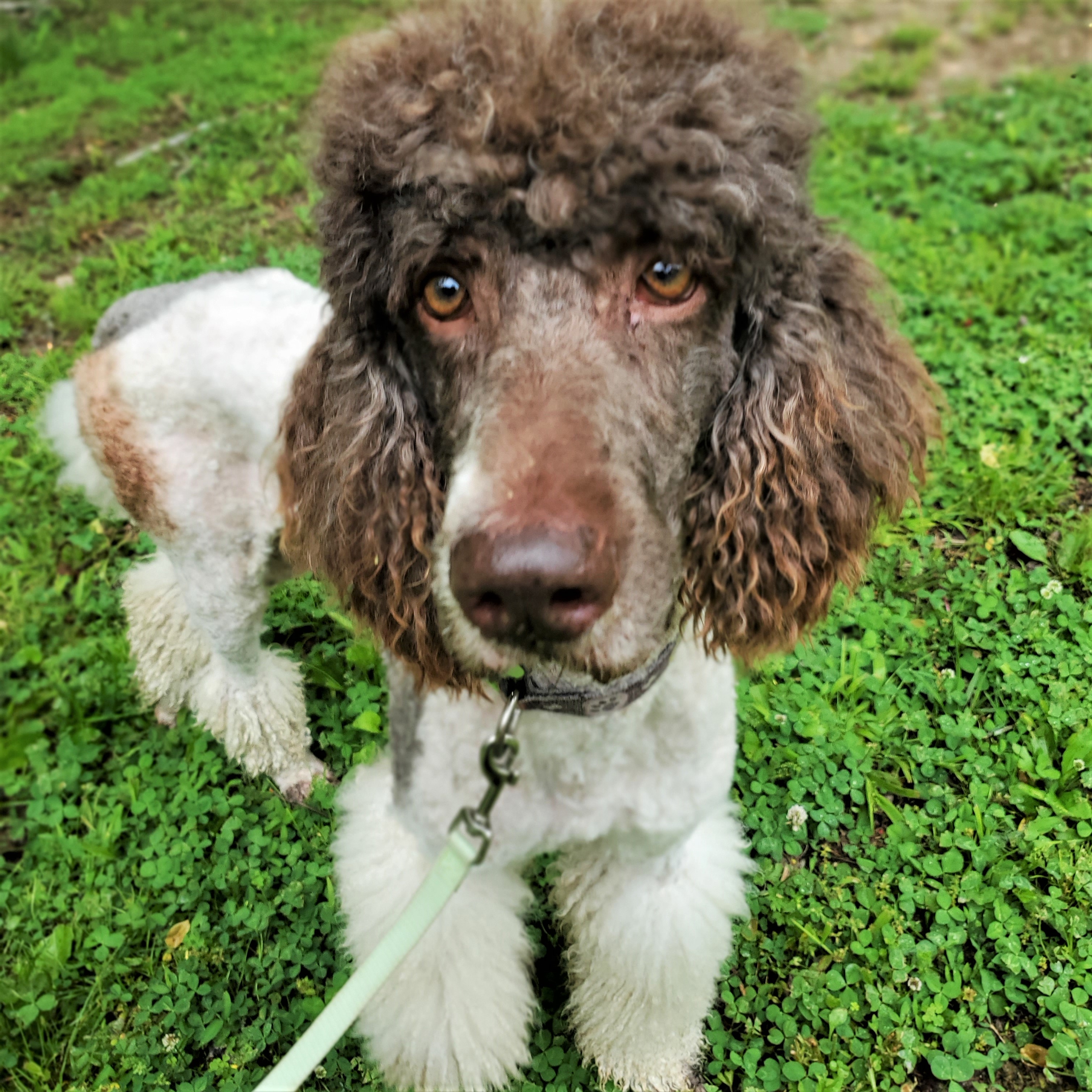 Our Dogs – Dogwood Homestead